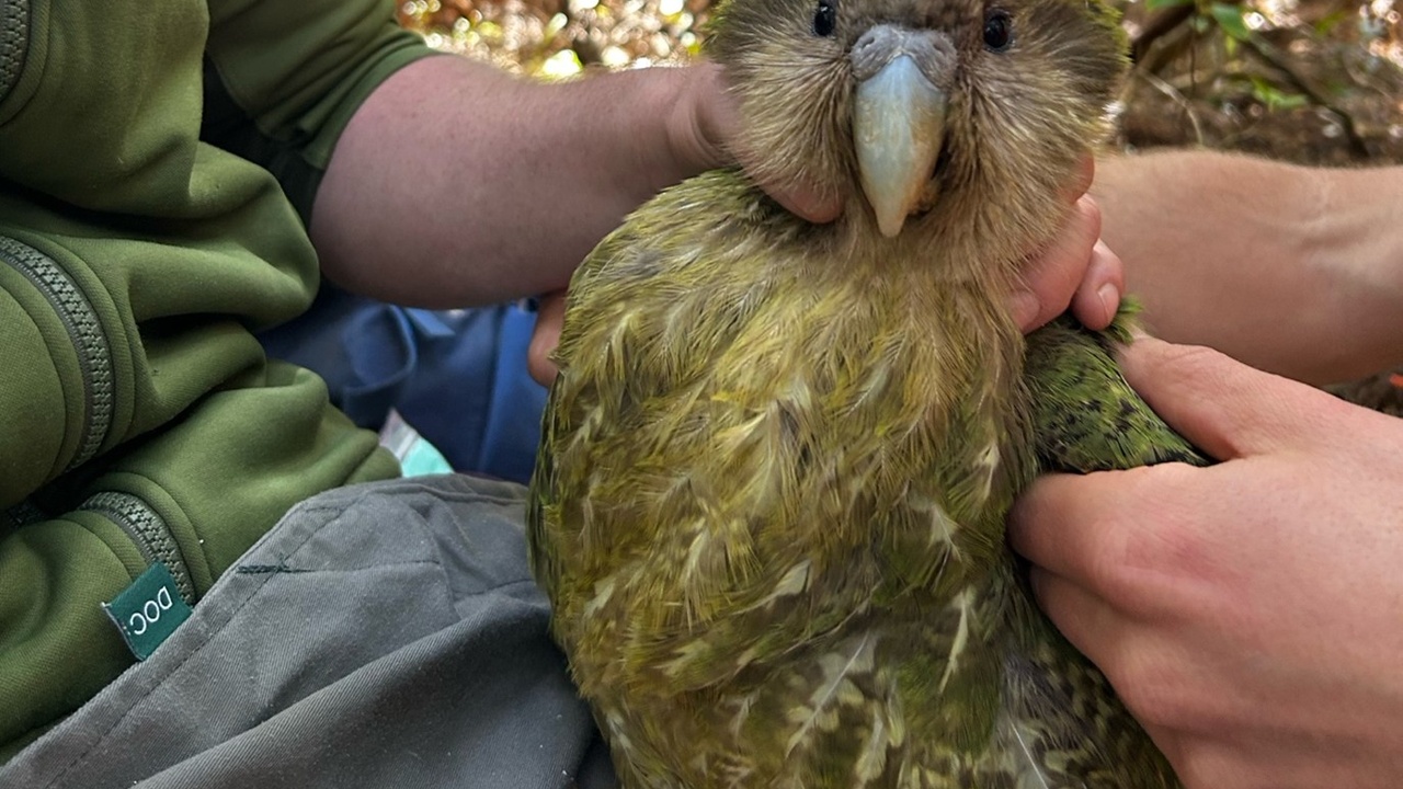 Meet Angus Sonny Davis, Kākāpō recovery programme ambassador - Blake NZ
